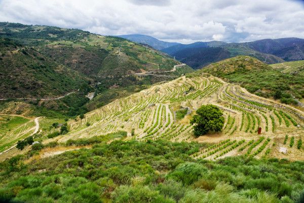 Anbaugebiet Conca del Riu Anoia: Raventos i Blanc